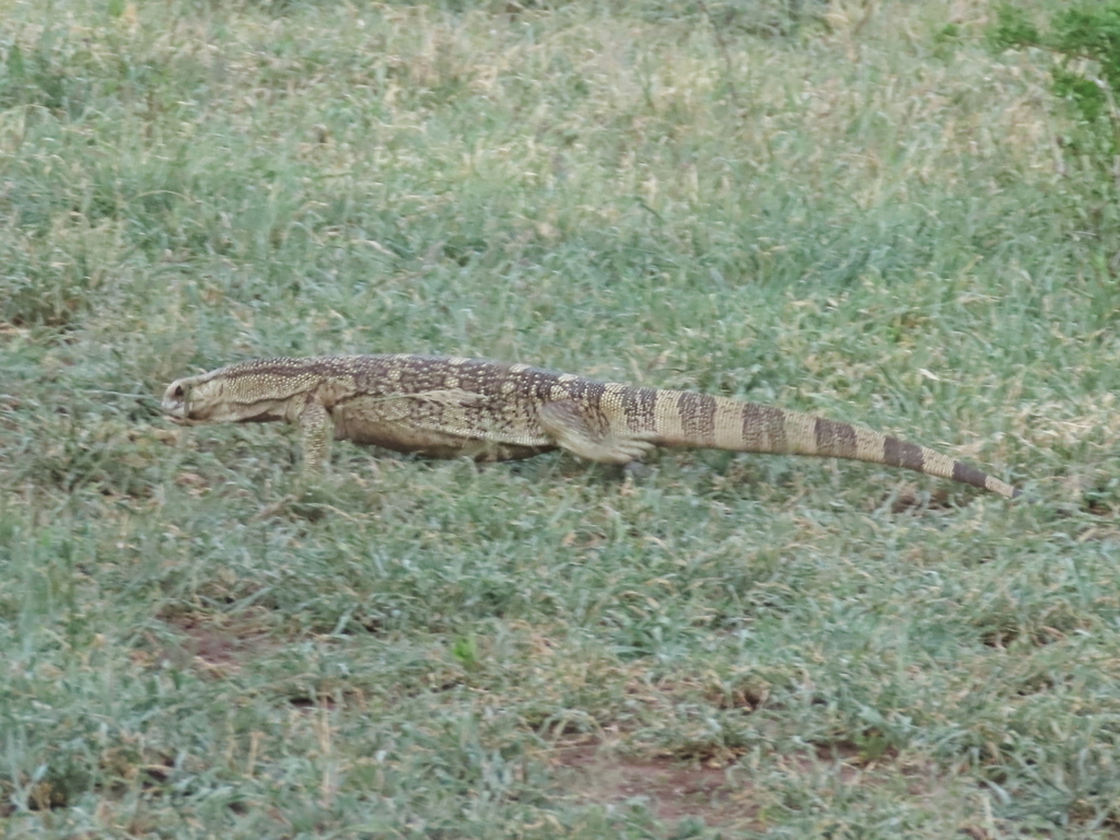 White-throated monitor from uMkhanyakude District Municipality, South ...