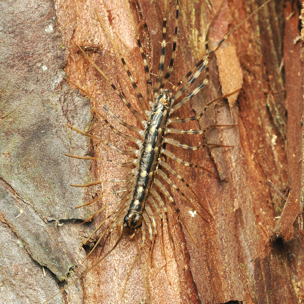 Japanese House Centipede from Himori, Kannami, Tagata District ...