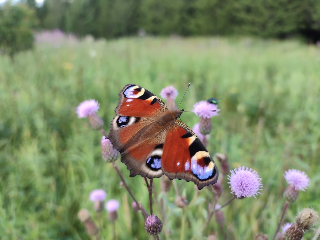 European Peacock Butterfly from Саткинский р-н, Челябинская обл ...