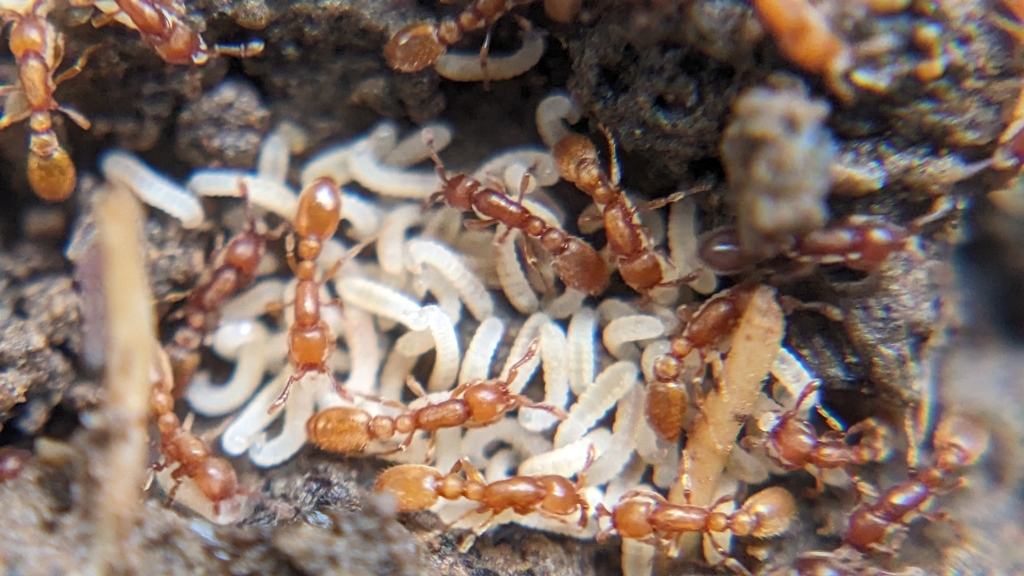 Clonal Raider Ant in August 2023 by Mattia Menchetti · iNaturalist