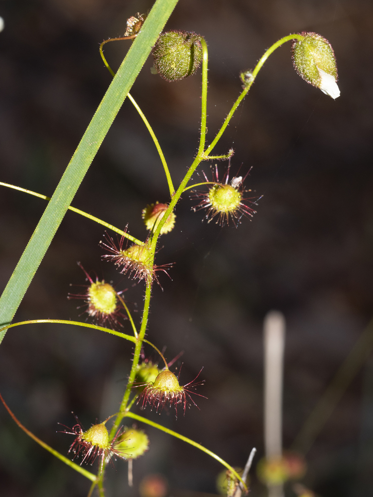Climbing Sundew from Steiglitz VIC 3331, Australia on August 16, 2023 ...