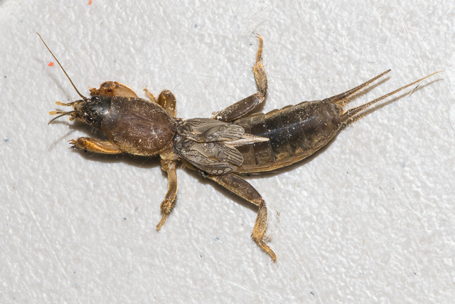 Northern Mole Cricket (Pipsico Scout Reservation Awesome Nature Guide ...