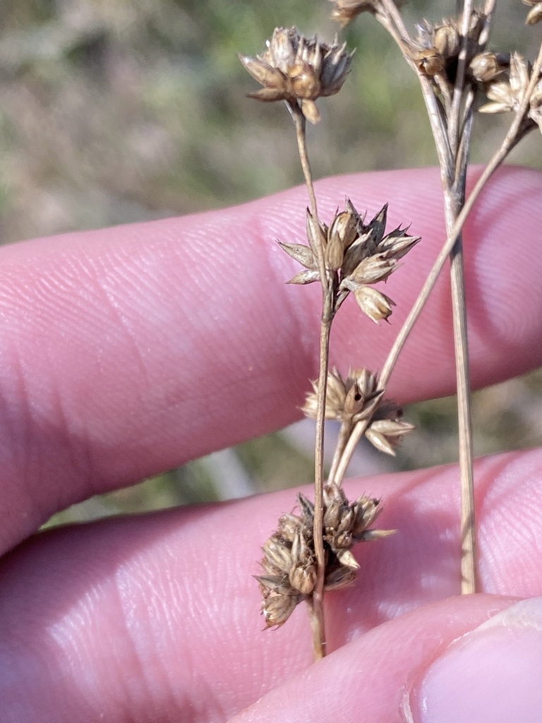 Clustered Rush from Tidbinbilla Nature Reserve, Paddys River, ACT, AU ...