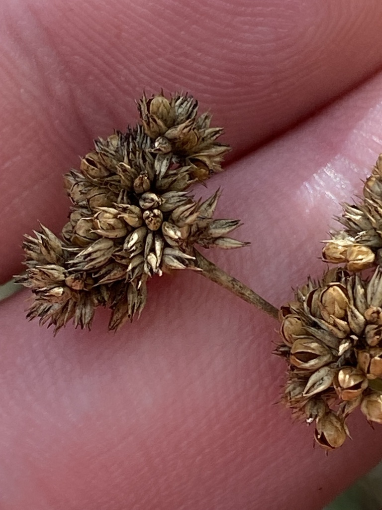 austral rush from Tidbinbilla Nature Reserve, Paddys River, ACT, AU on ...