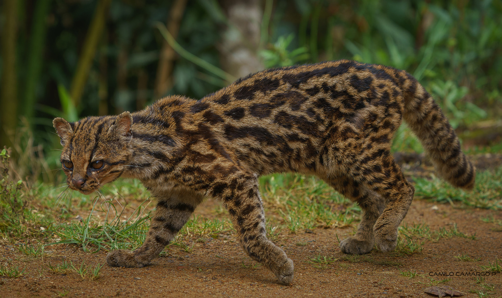 Northern Tigrina in April 2023 by Camilo · iNaturalist