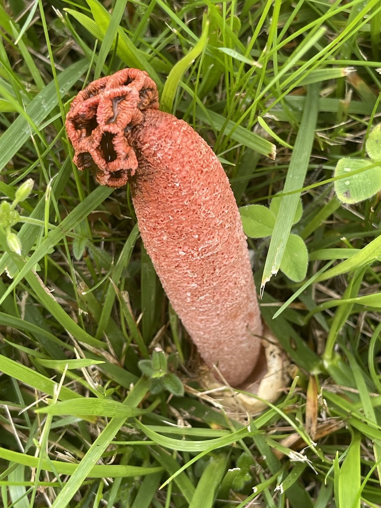 Lysurus sphaerocephalus from W 500 N, Otterbein, IN, US on August 15 ...