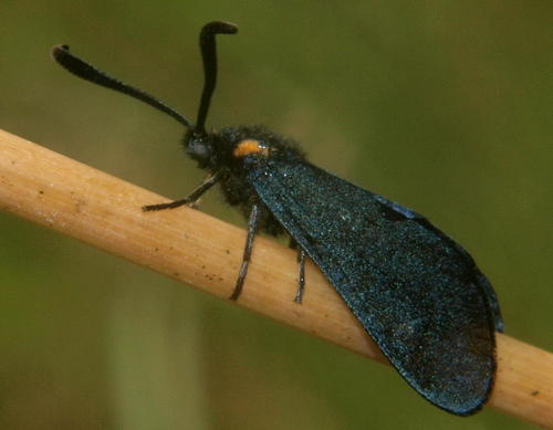 Epiorna abessynica · iNaturalist