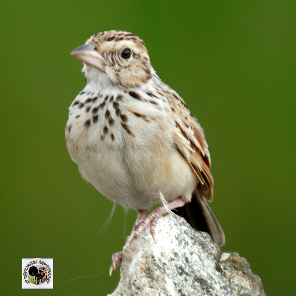 Indian Bushlark from Shokaliya on August 12, 2023 at 05:26 PM by ...