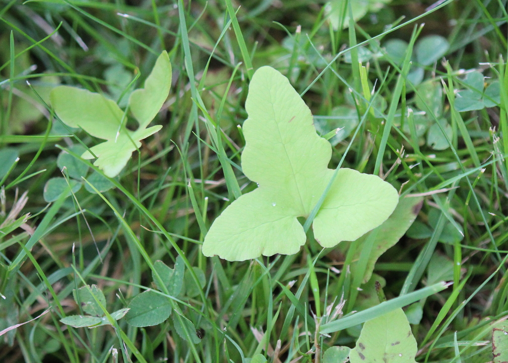 sensitive fern from Fitzwilliam, NH, USA on August 12, 2023 at 11:09 AM ...