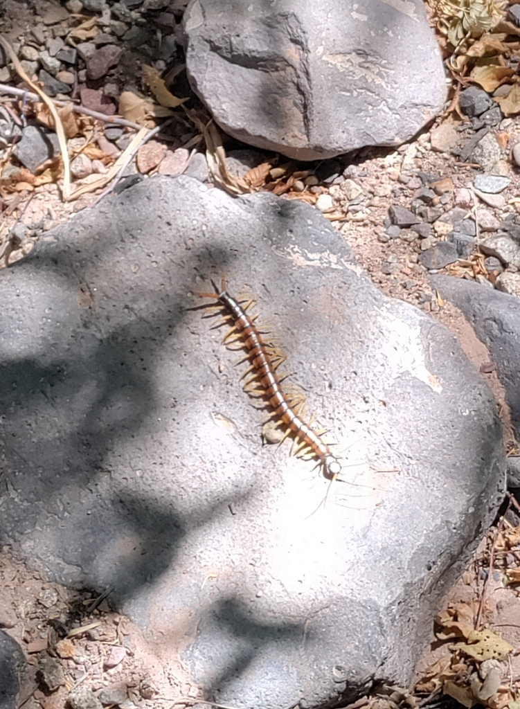 Giant Desert Centipede from Camp Verde, AZ 86322, USA on August 15 ...