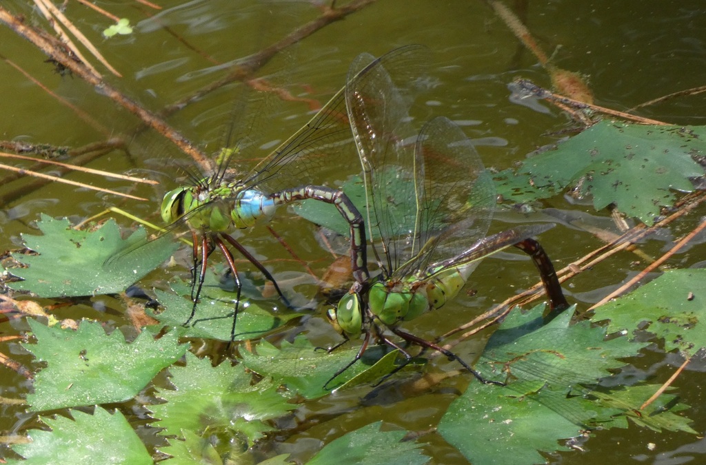 Anax julius from Ritsurincho, Takamatsu, Kagawa 760-0073, Japan on ...