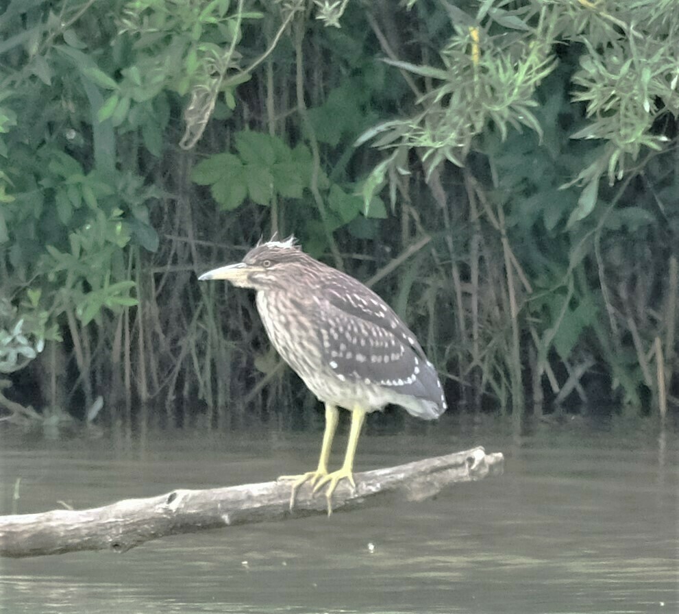 Black-crowned Night Heron in August 2023 by Annette Geiser-Barkhausen ...