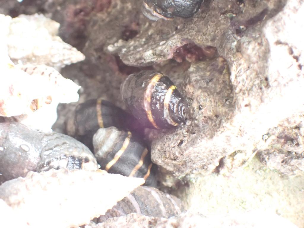Bumblebee Snail from Lau, Fiji on August 2, 2023 at 03:06 PM by Debra ...