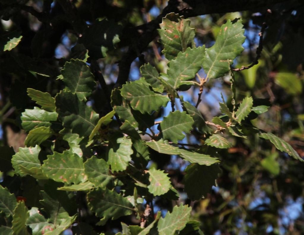 (Quercus faginea broteroi) - Botanical Realm