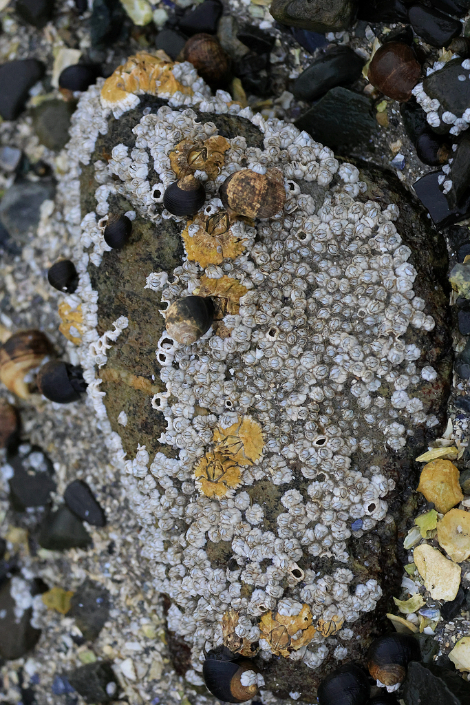 Northern Acorn Barnacle from Bar Island tidal trail, Bar Harbor, ME ...