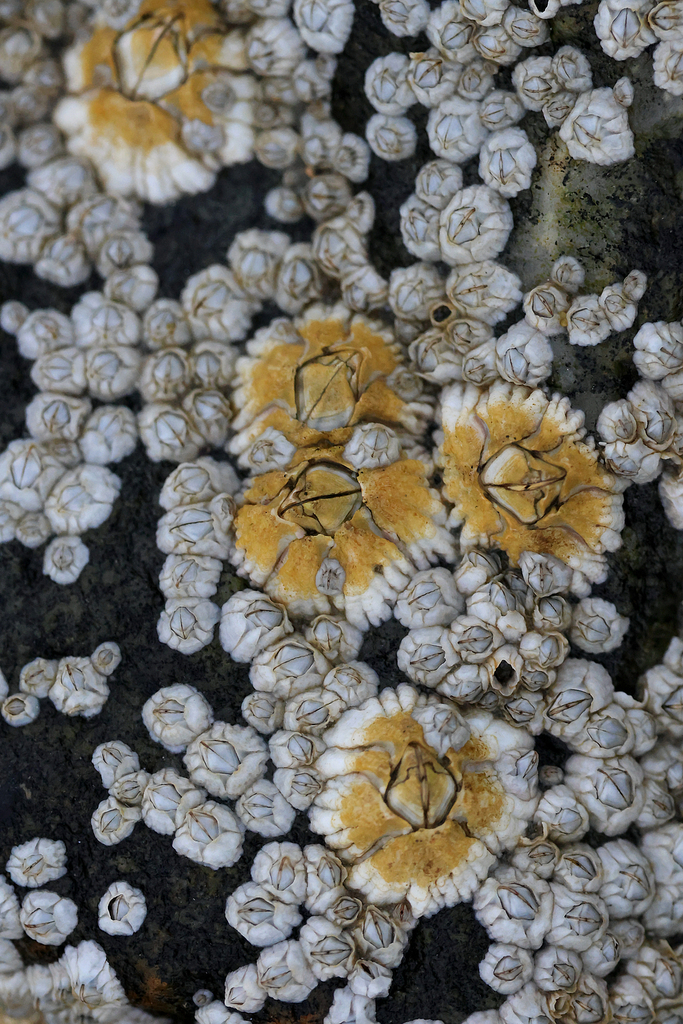 Northern Acorn Barnacle from Bar Island tidal trail, Bar Harbor, ME ...