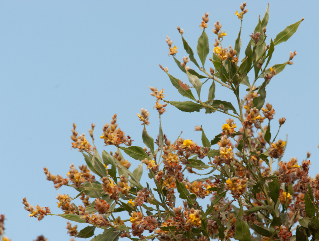 Jacksonia dilatata from Litchfield Park NT 0822, Australia on August 28 ...