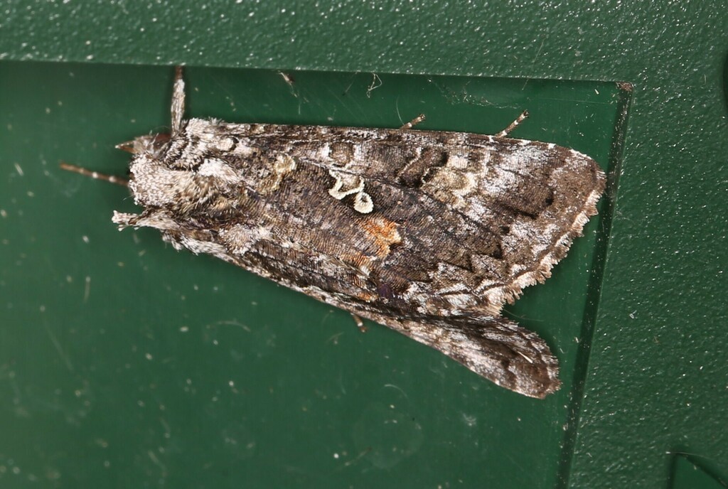 Dusky Silver Y Moth from Mont-Joli, QC, Canada, 1101 rue Lussier on ...