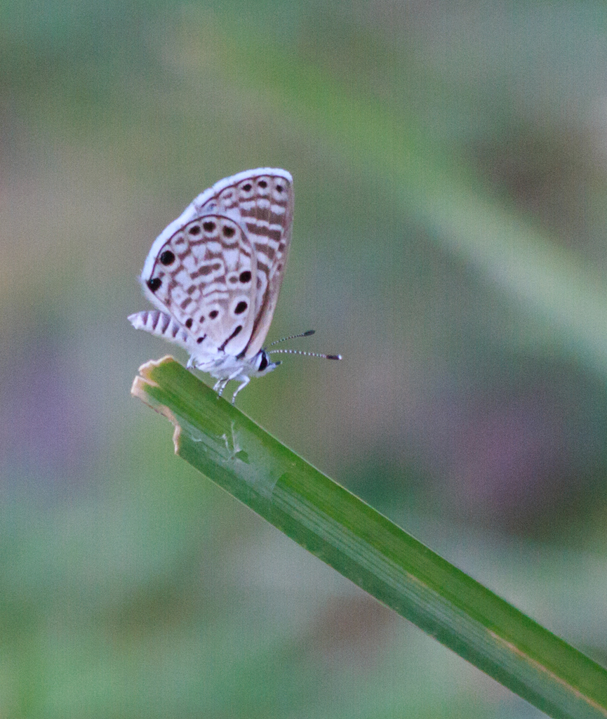 African Babul Blue from R6Q2+J6V, Siruseri, Tamil Nadu 600130, India on ...