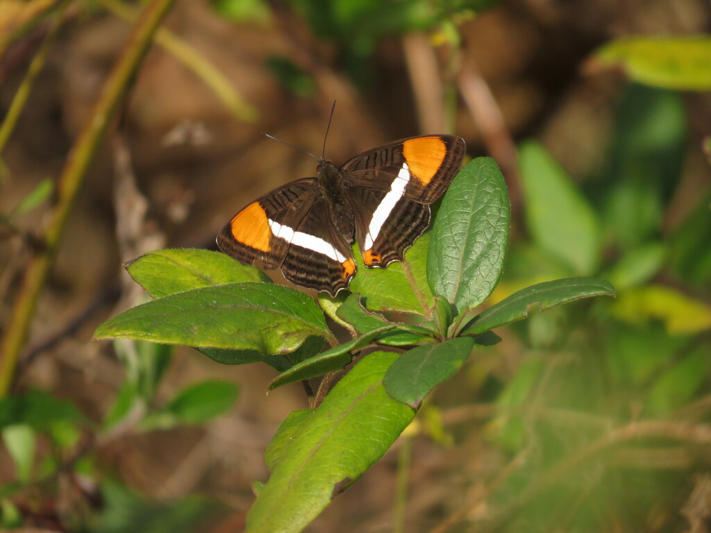 Adelpha syma from Tigre, Provincia de Buenos Aires, Argentina on July 2 ...