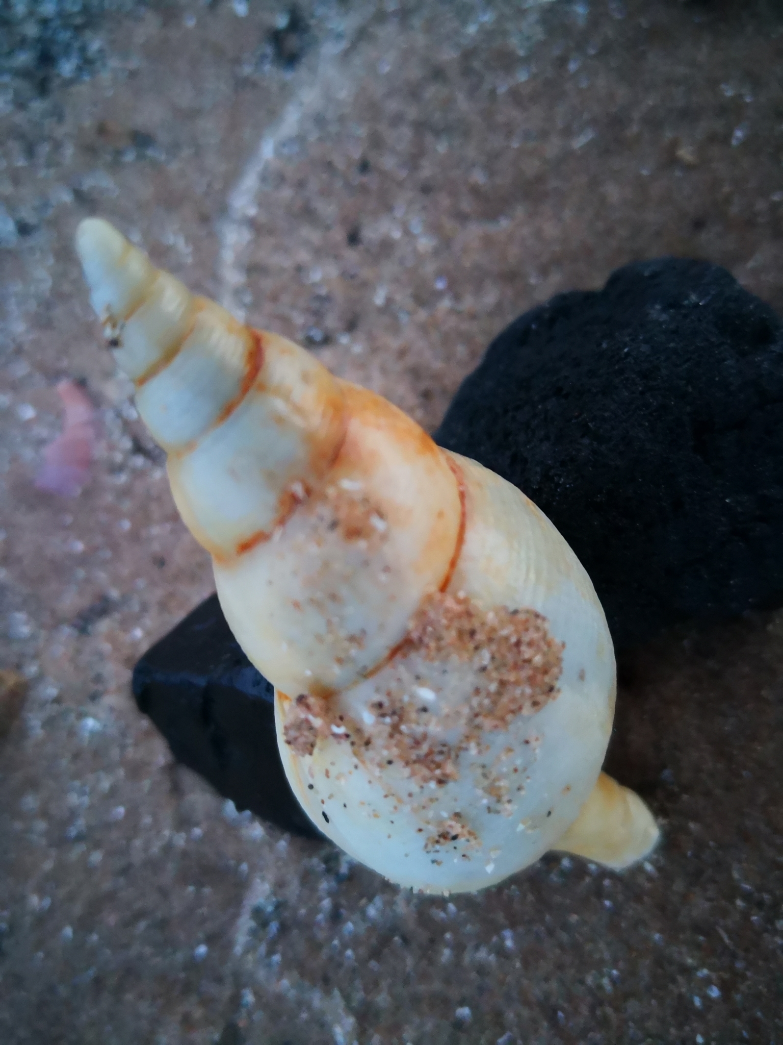 Colus gracilis (da Costa, 1778)