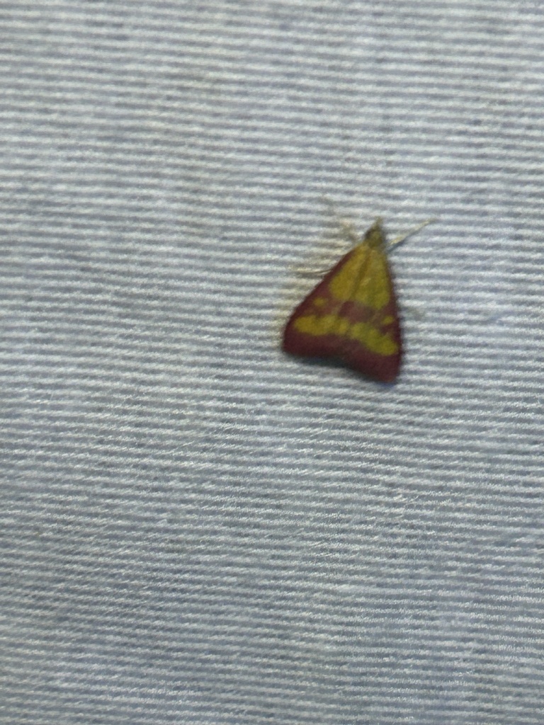 Southern Purple Mint Moth from Broadcast Hill Dr, Fort Worth, TX, US on ...