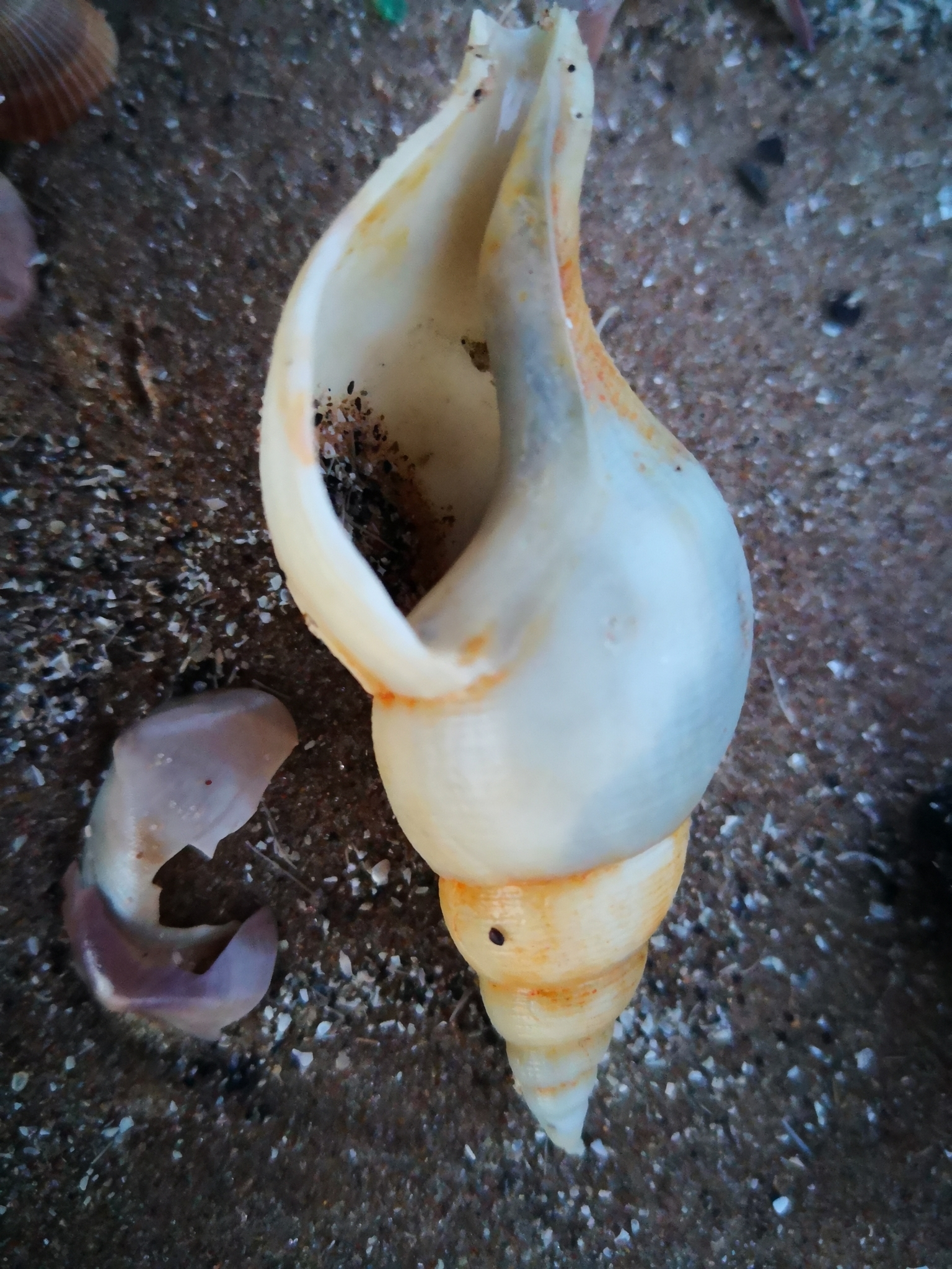 Colus gracilis (da Costa, 1778)