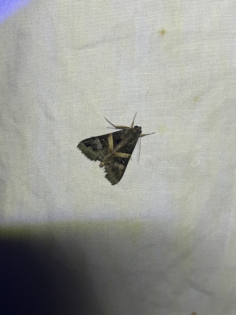 Indomitable Graphic Moth from Broadcast Hill Dr, Fort Worth, TX, US on ...