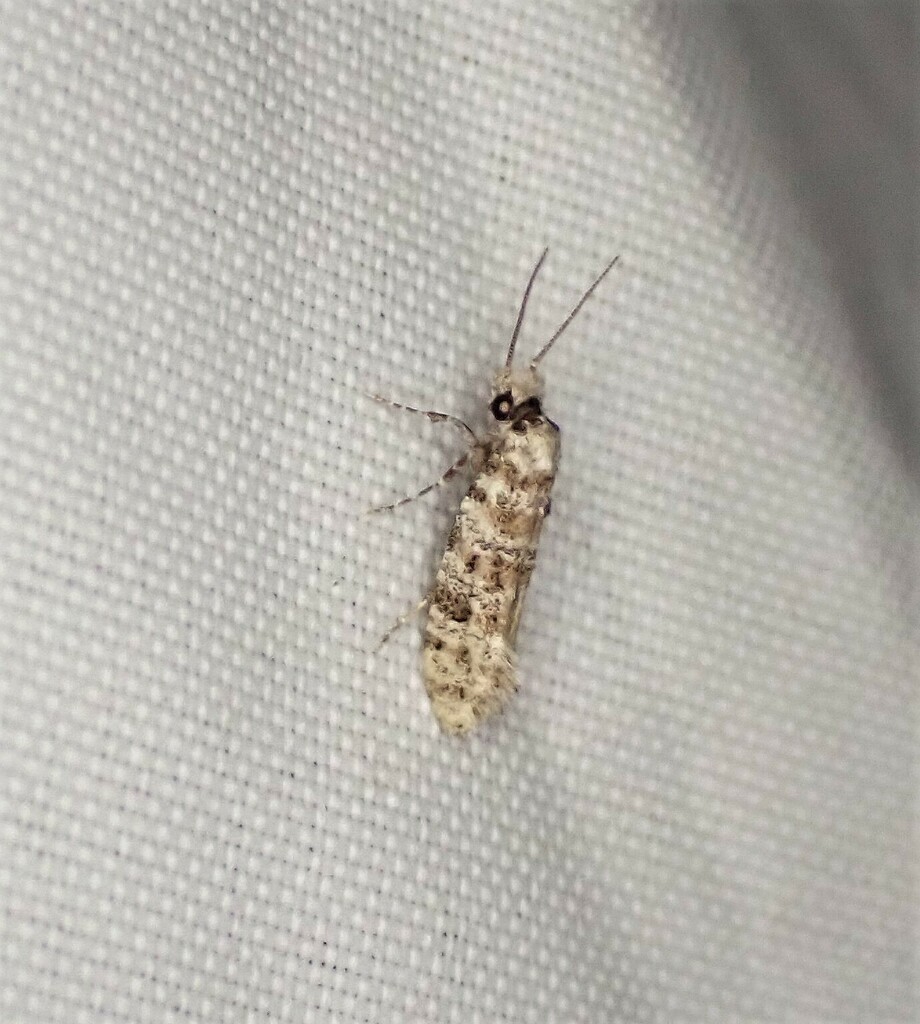 Clemens' Bark Moth from Chester County, PA, USA on August 16, 2023 at ...