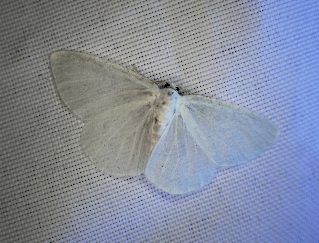 Virgin Moth from Chester County, PA, USA on August 16, 2023 at 03:58 AM ...