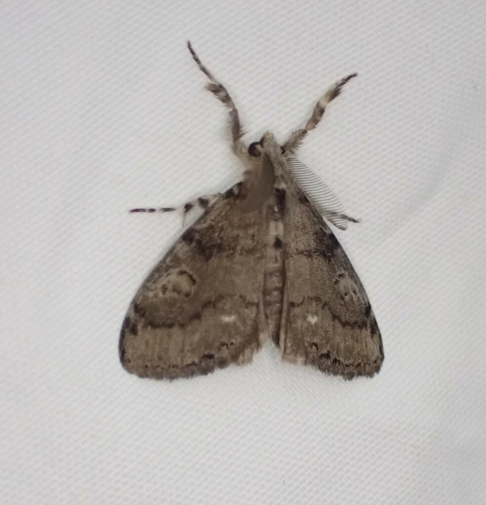 White-marked Tussock Moth from Chester County, PA, USA on August 16 ...