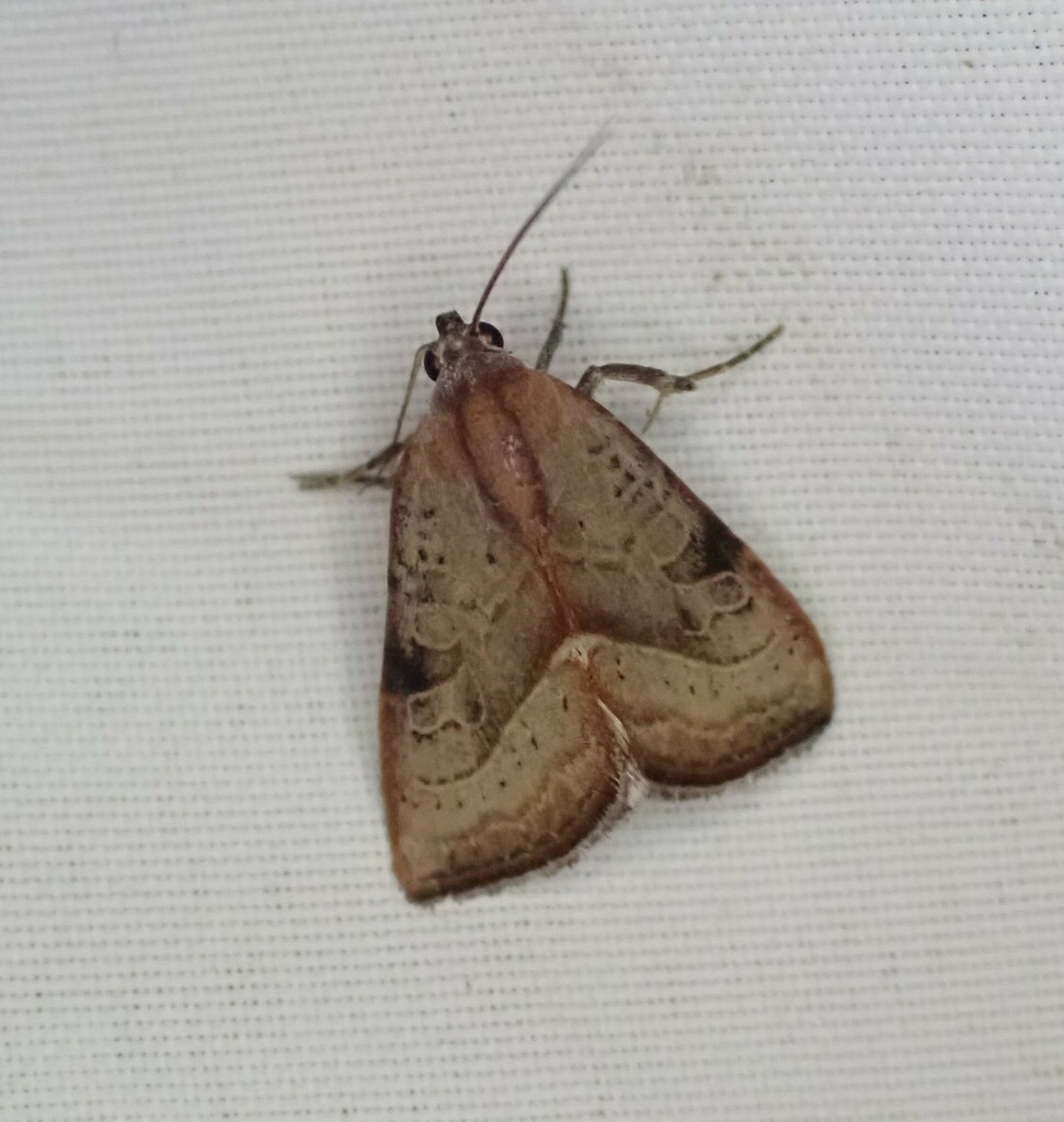 Wedgling Moth from Chester County, PA, USA on August 16, 2023 at 04:27 ...