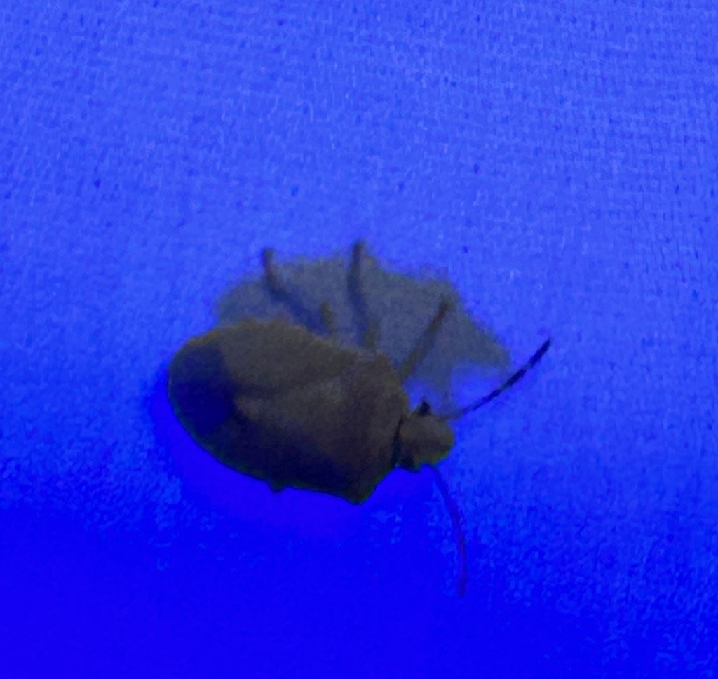 Red-shouldered Stink Bug from Broadcast Hill Dr, Fort Worth, TX, US on ...