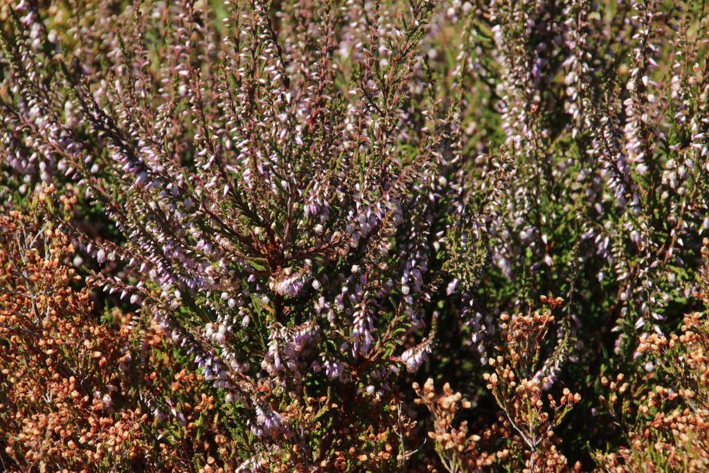 common heather from Germil track to Ermida Serra Amarela: Parque ...