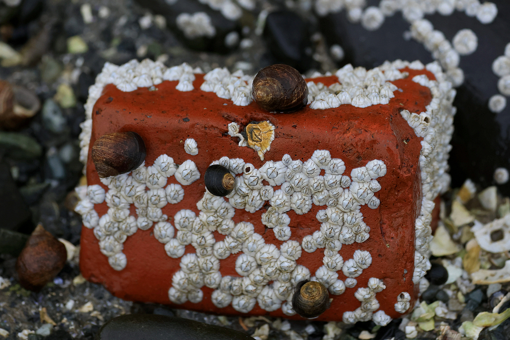 Northern Acorn Barnacle from Bar Island tidal trail, Bar Harbor, ME ...