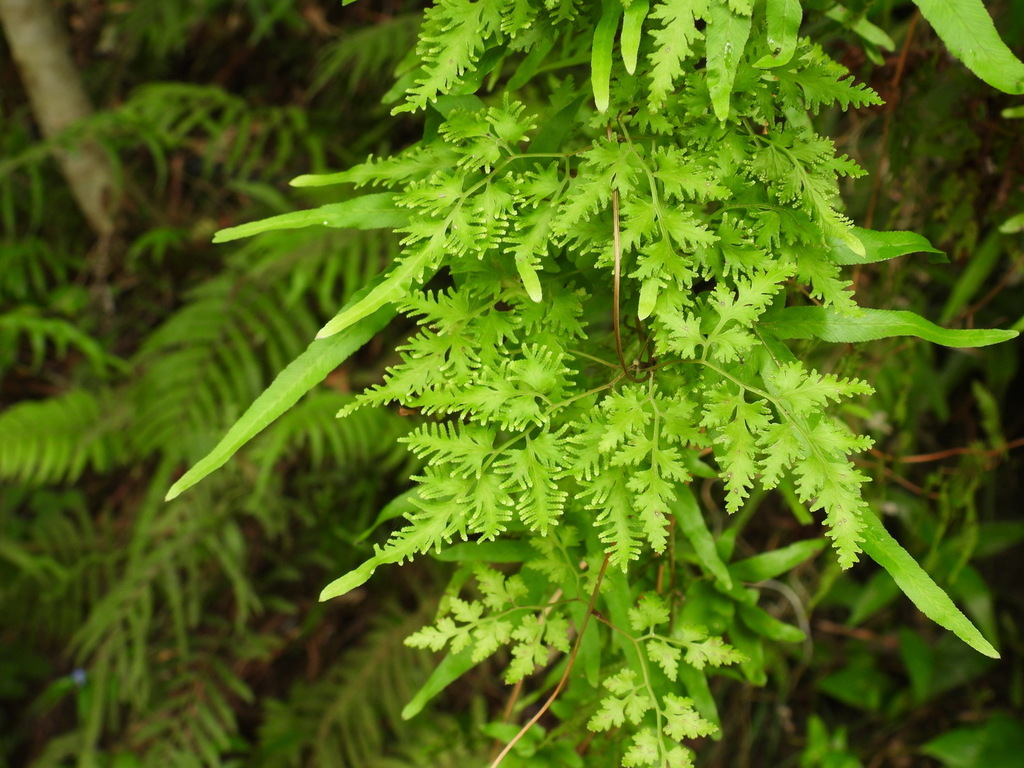 Japanese climbing fern from 台灣屏東縣 on August 15, 2023 at 10:42 AM by ...