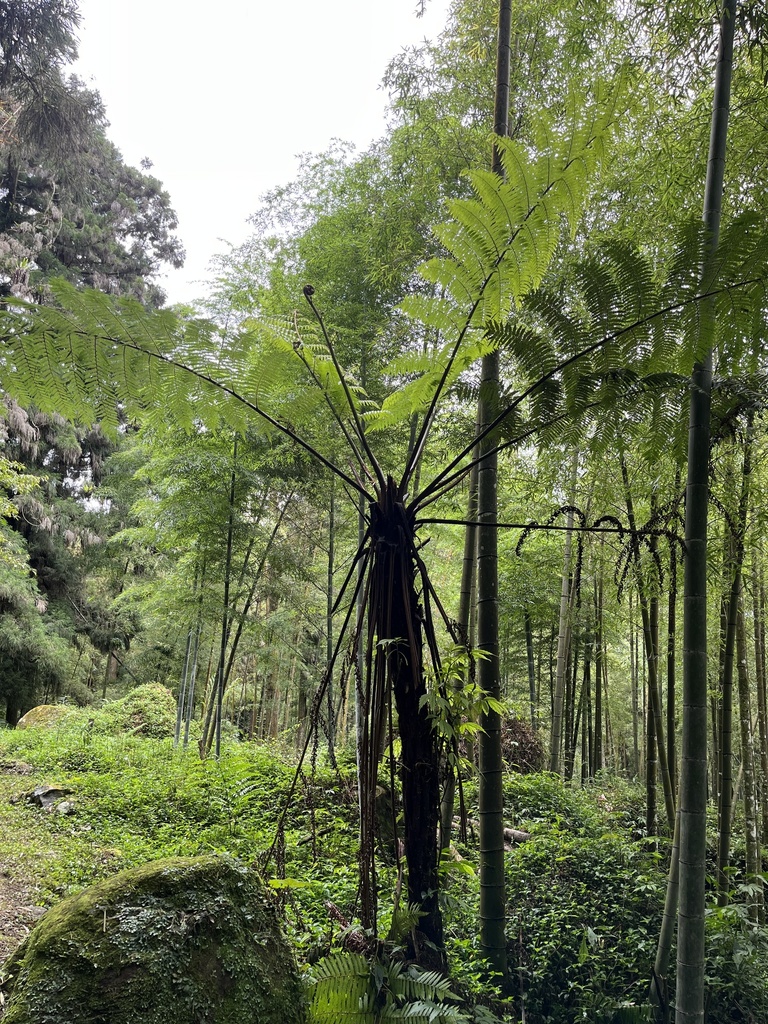 Spiny Tree Fern from Taiwan, Lugu Township, NAN, TW on August 15, 2023 ...