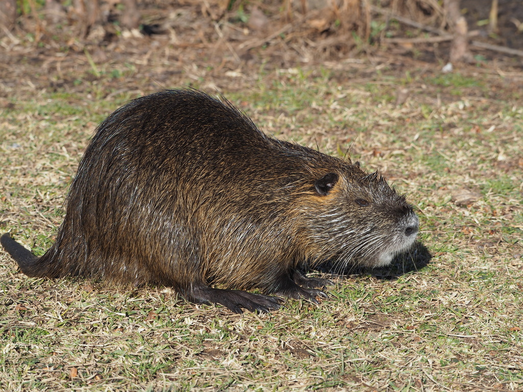 Spiny Rats and Hutias (Echimyidae) - Know Your Mammals