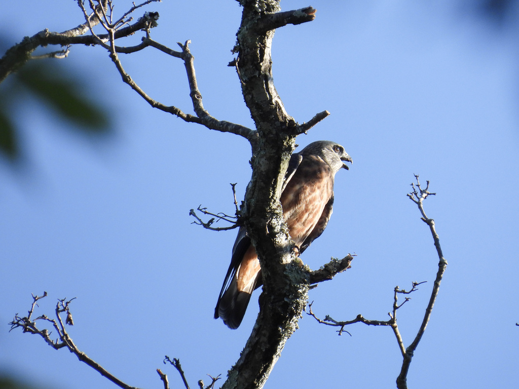 Mississippi Kite from Maple St, Birmingham, AL, US on August 16, 2023 ...
