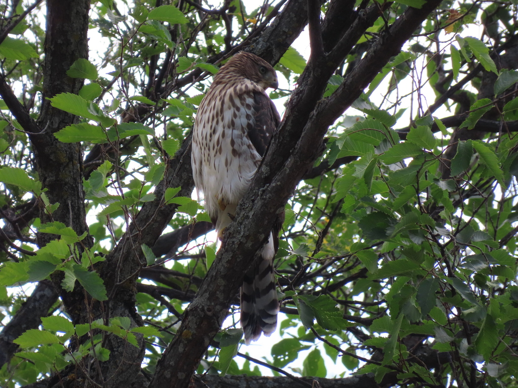 Cooper's Hawk from Regina, SK, Canada on August 15, 2023 at 01:12 PM by ...