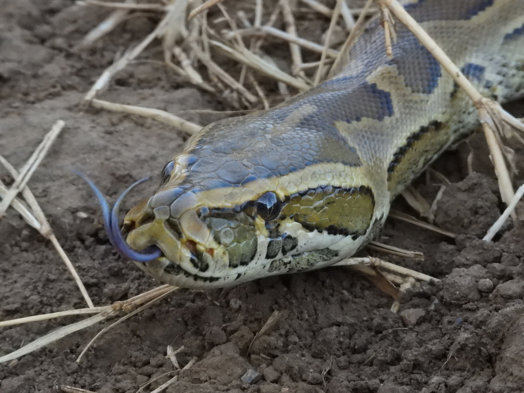 African Rock Python in August 2023 by Ben Simmons · iNaturalist