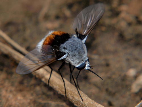 Bomb Bombom (Bombomyia bombiformis) · iNaturalist