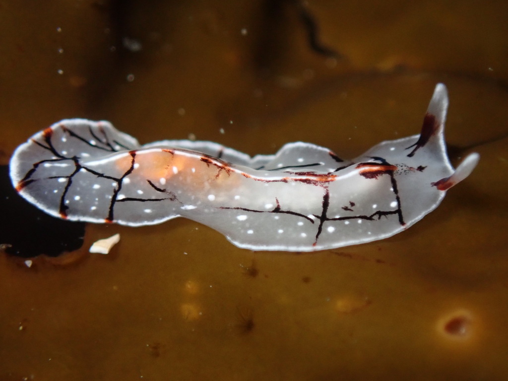 Striped Polyclad Worm (Polyclad flatworms of California) · iNaturalist