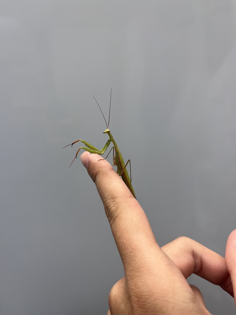 European Mantis from Highway 395, Kootenay Boundary, BC, CA on August ...