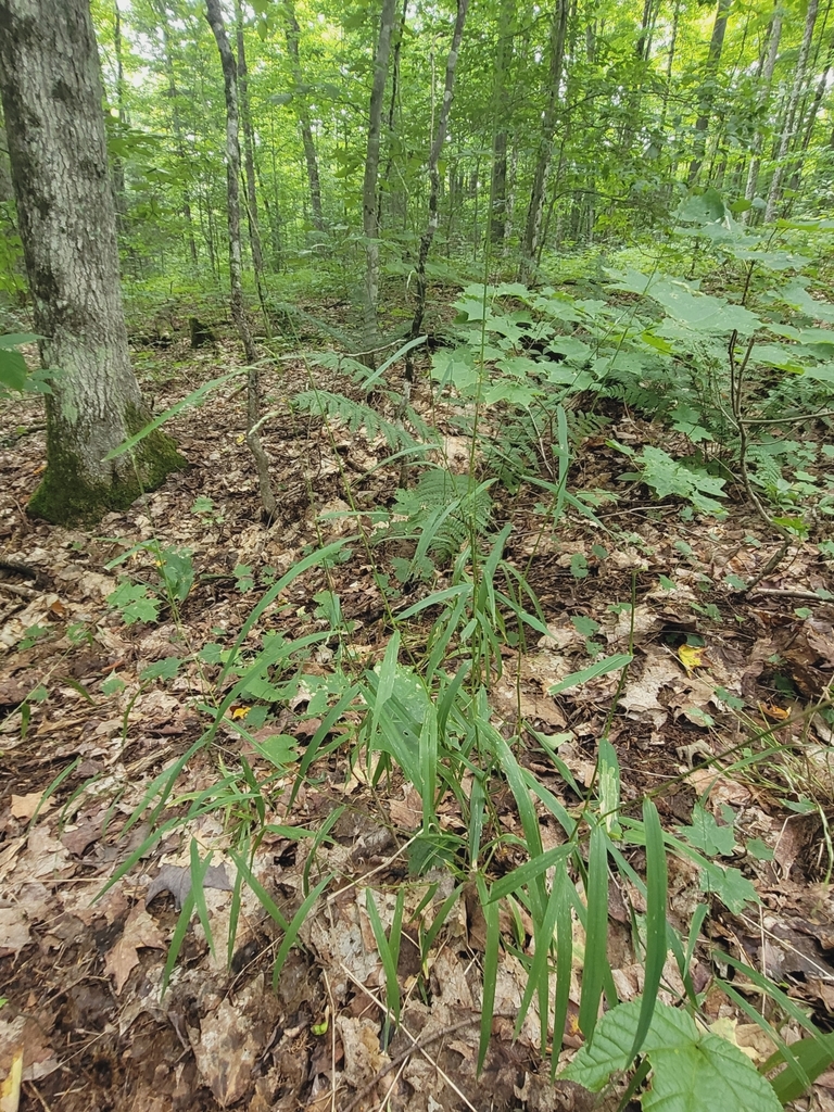 drooping woodreed from Bracebridge, ON, Canada on August 14, 2023 at 01 ...