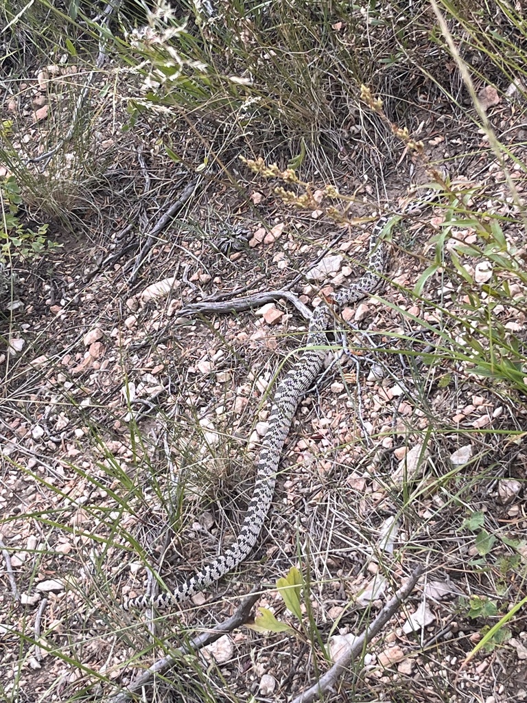 Great Basin Gopher Snake from Great Basin National Park, Ely, NV, US on ...