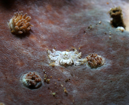 Hong Kong Coral Gall Crab (Neotroglocarcinus hongkongensis) · iNaturalist