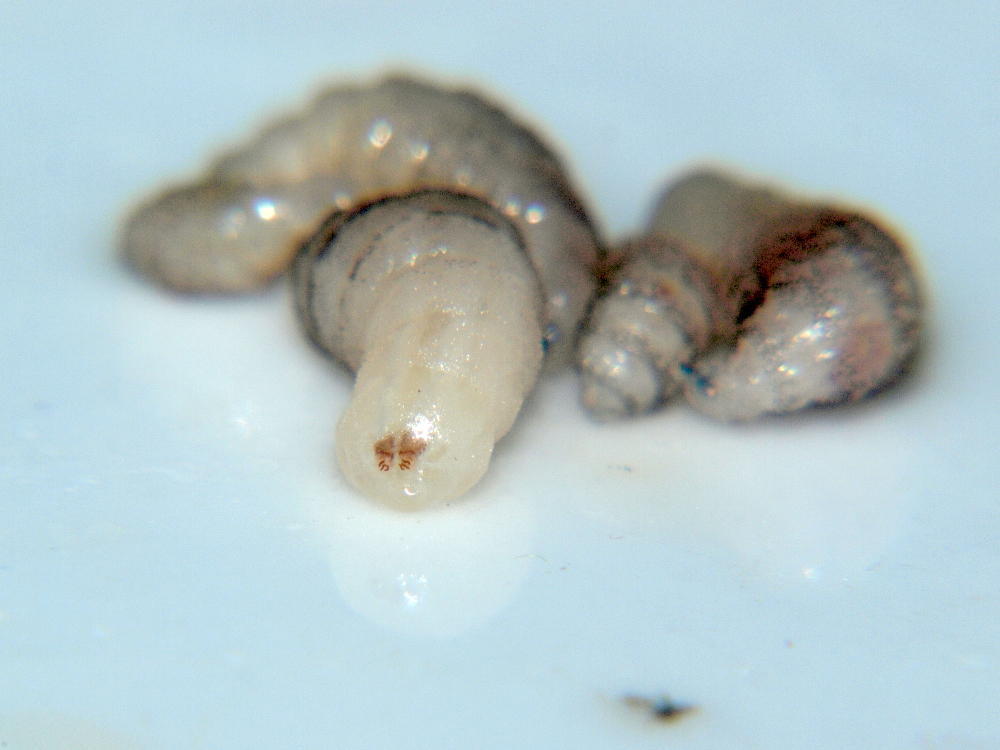 Skin Maggot-fly from Baja Calif on December 18, 2015 by william van Niekerk. Putzi in Dog ...