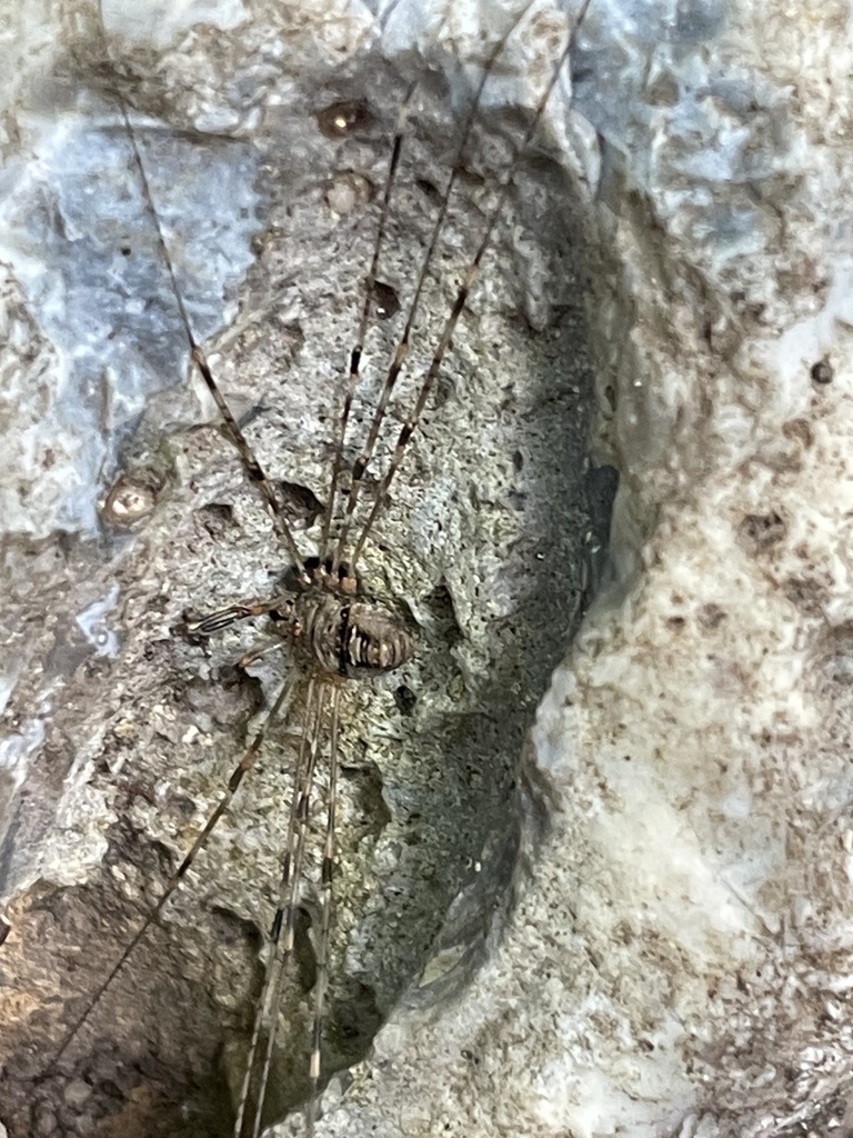 Fork-palped Harvestman from Rue de l'Abbé Vacandard, Rouen, Normandie ...
