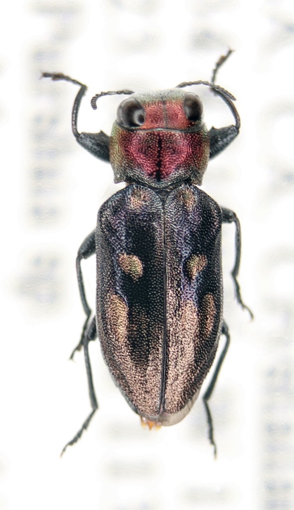 Chrysobothris piuta from Los Angeles County, CA, USA on June 17, 2023 ...